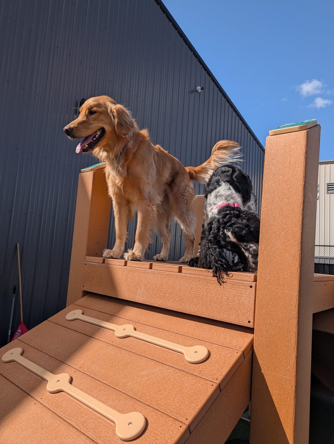Boarding - The Barking Lot
